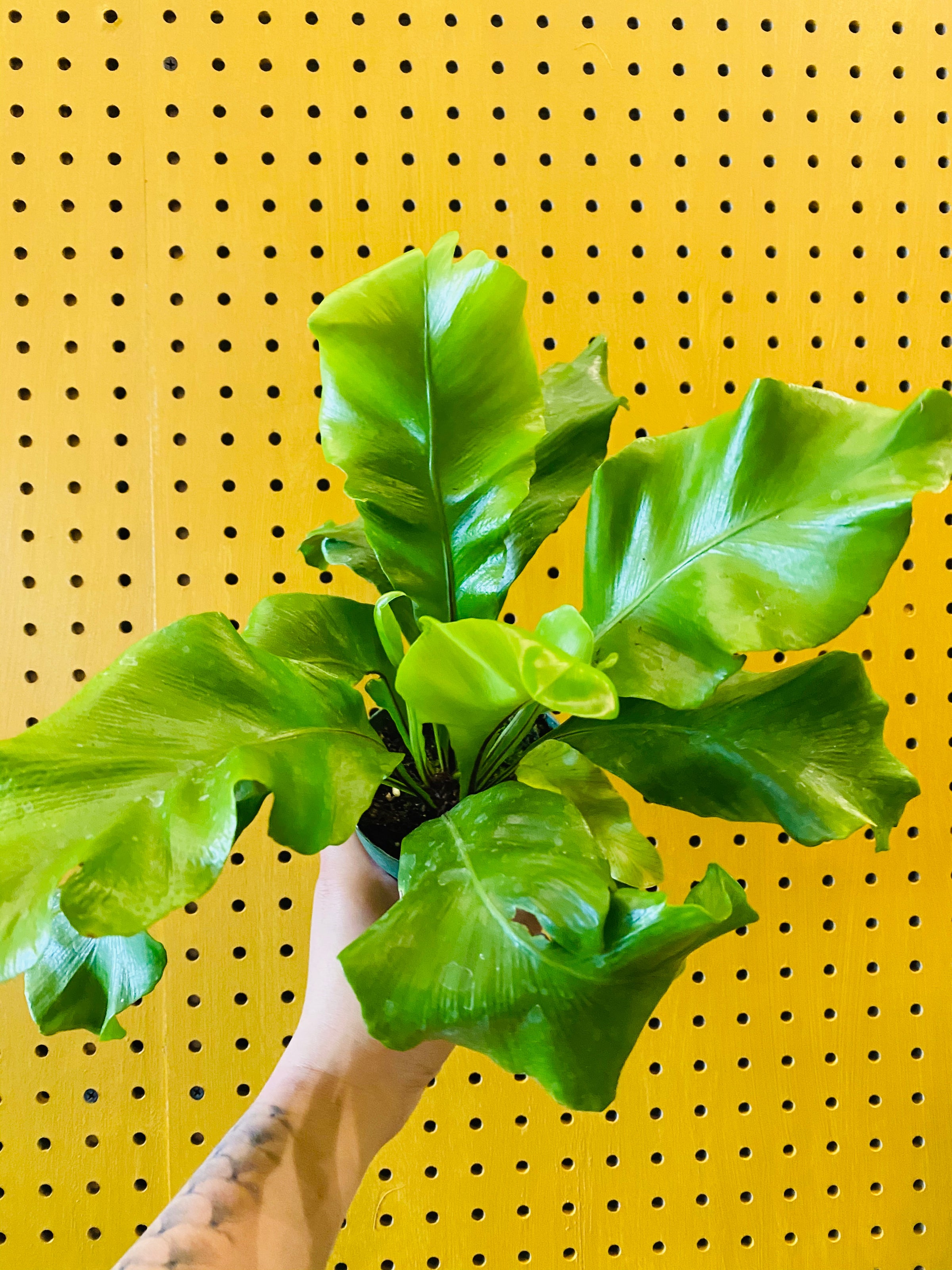 Asplenium Nidus Leaf