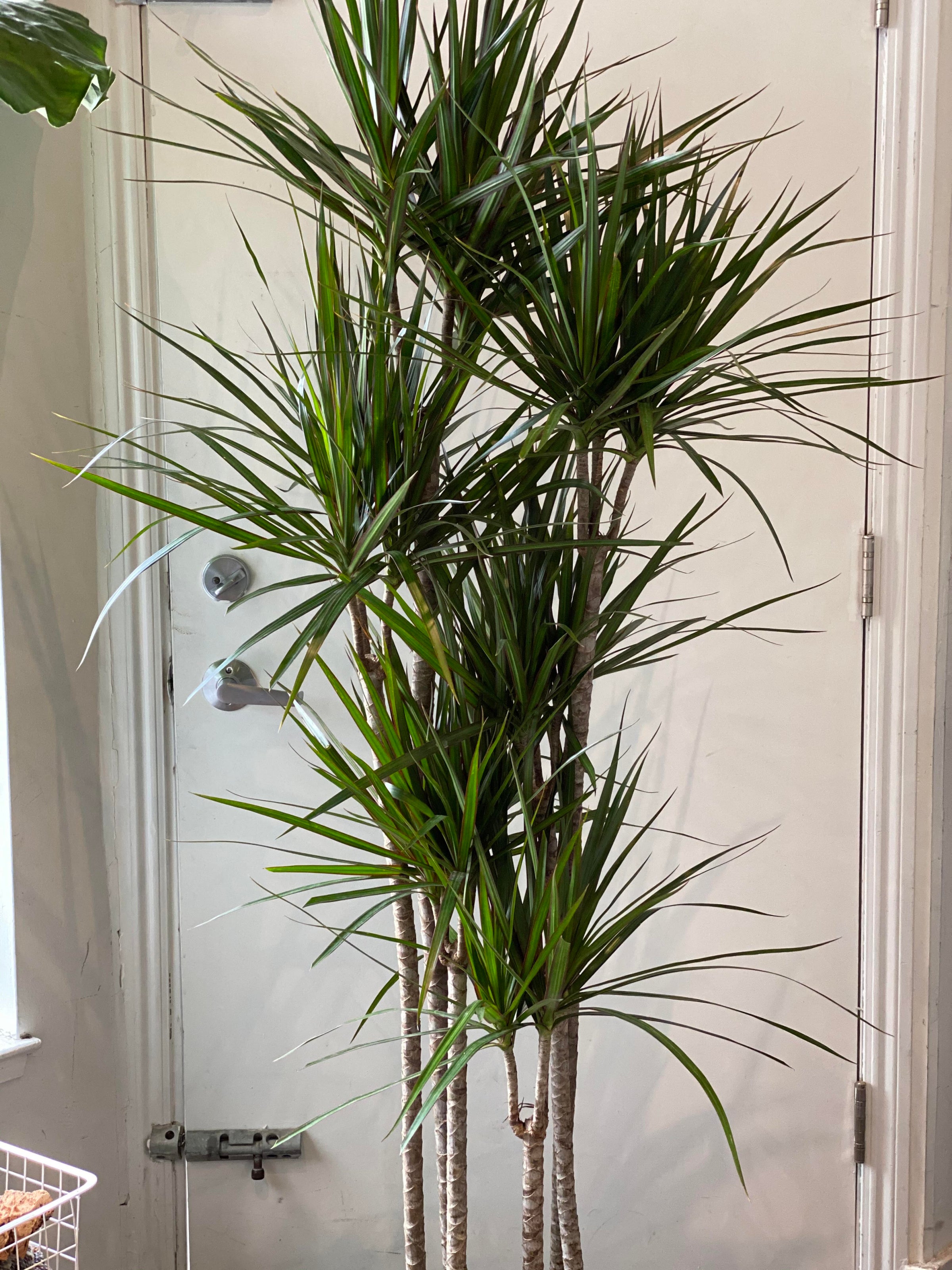 Dracaena Marginata Houseplant