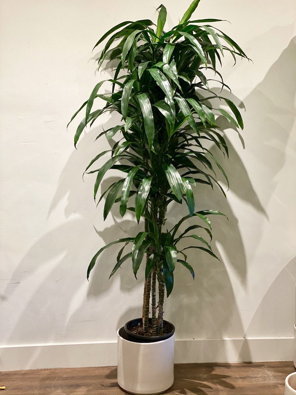 Dracaena Deremensis Lisa