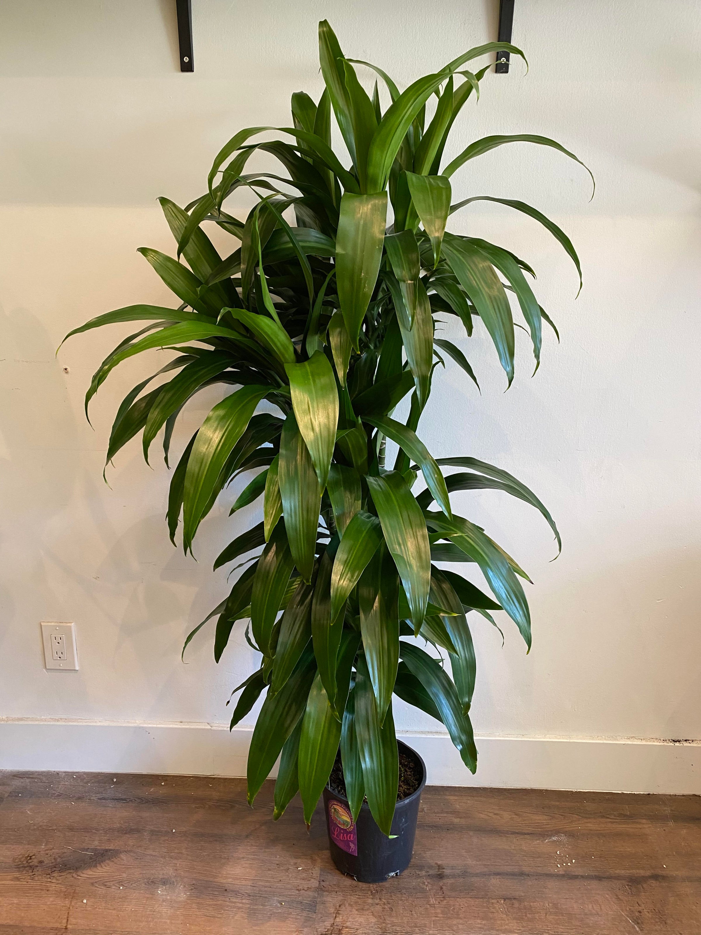 Dracaena Deremensis Lisa