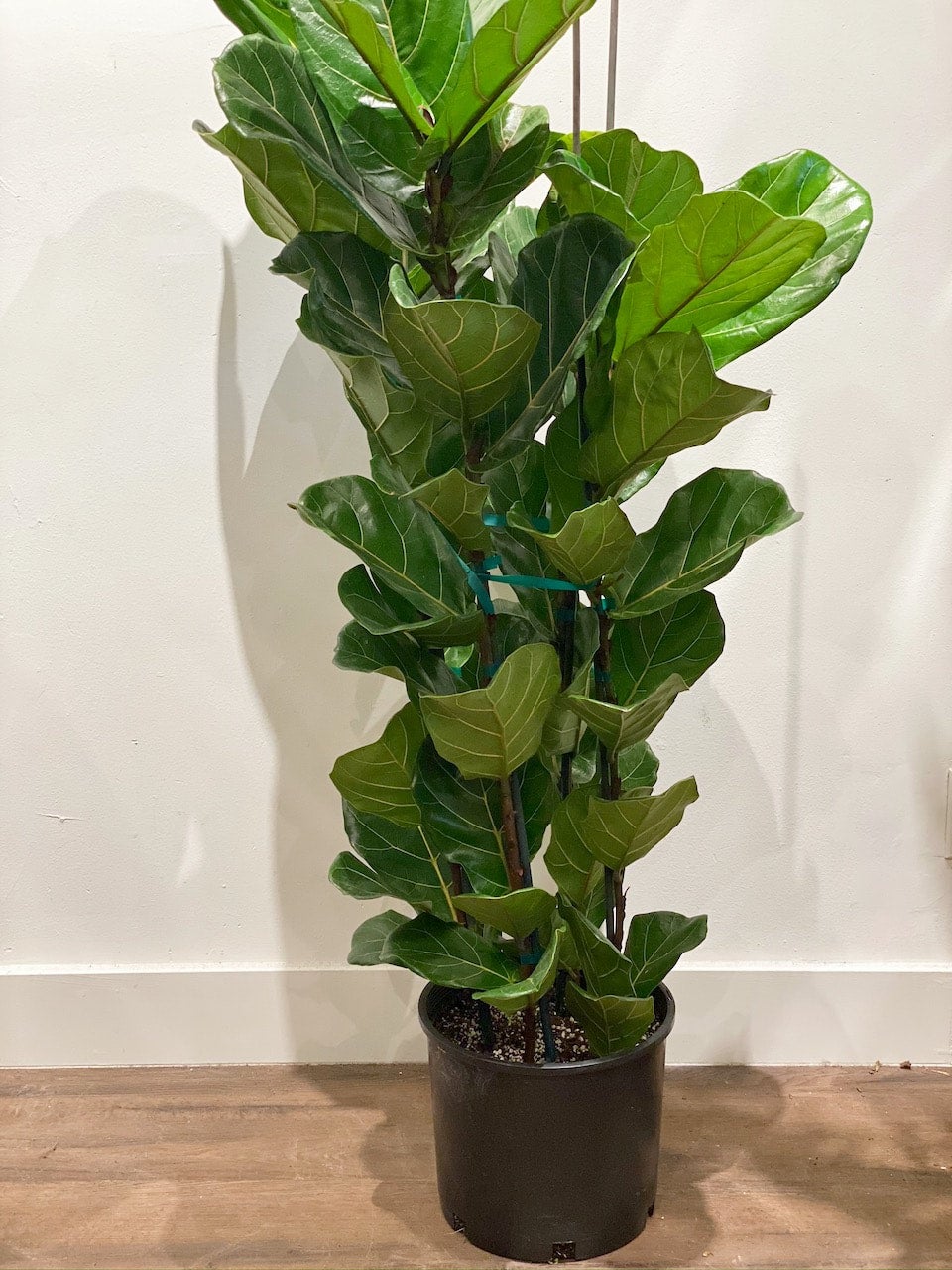 Ficus Lyrata Column