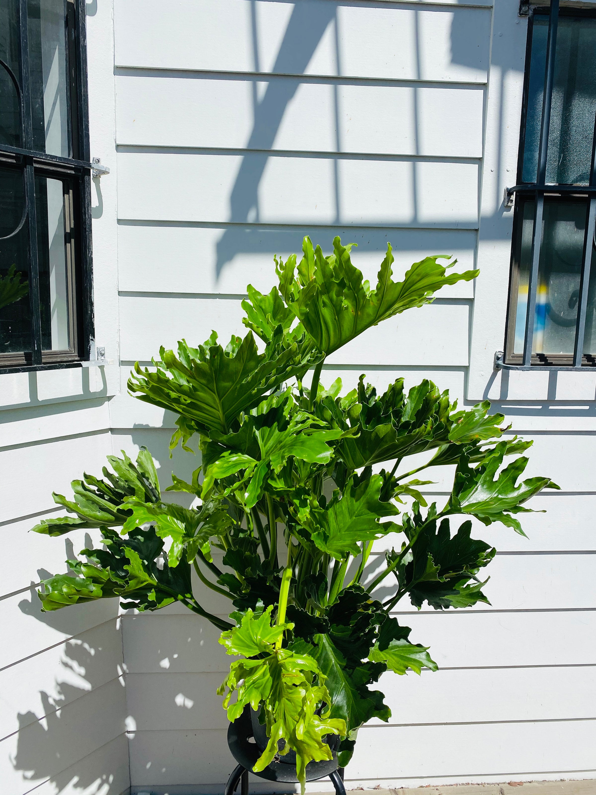 Selloum Philodendron